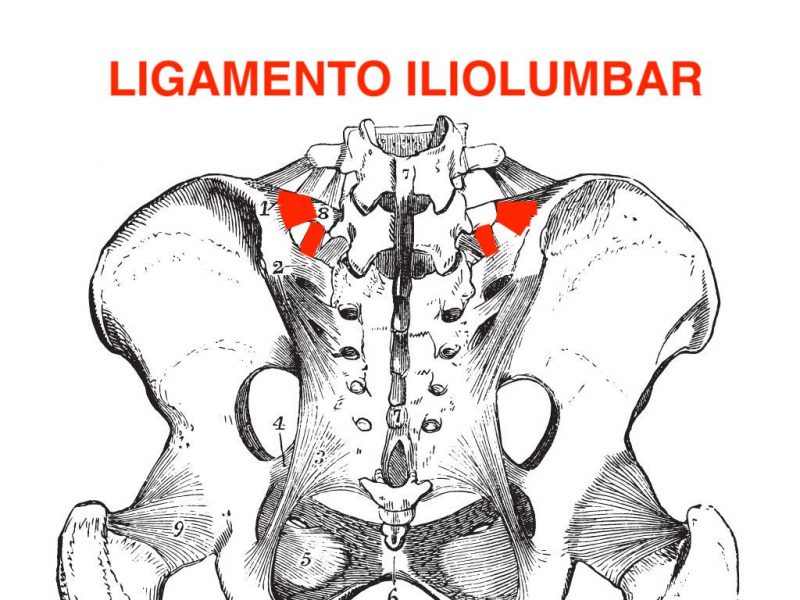 Ligamento Sacroiliaco Anterior El Ligamento Sacroilíaco Foto De Stock